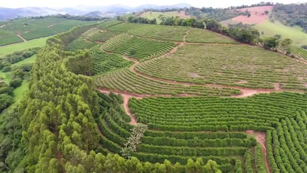 Get to know Ugandan coffee – Fyngan